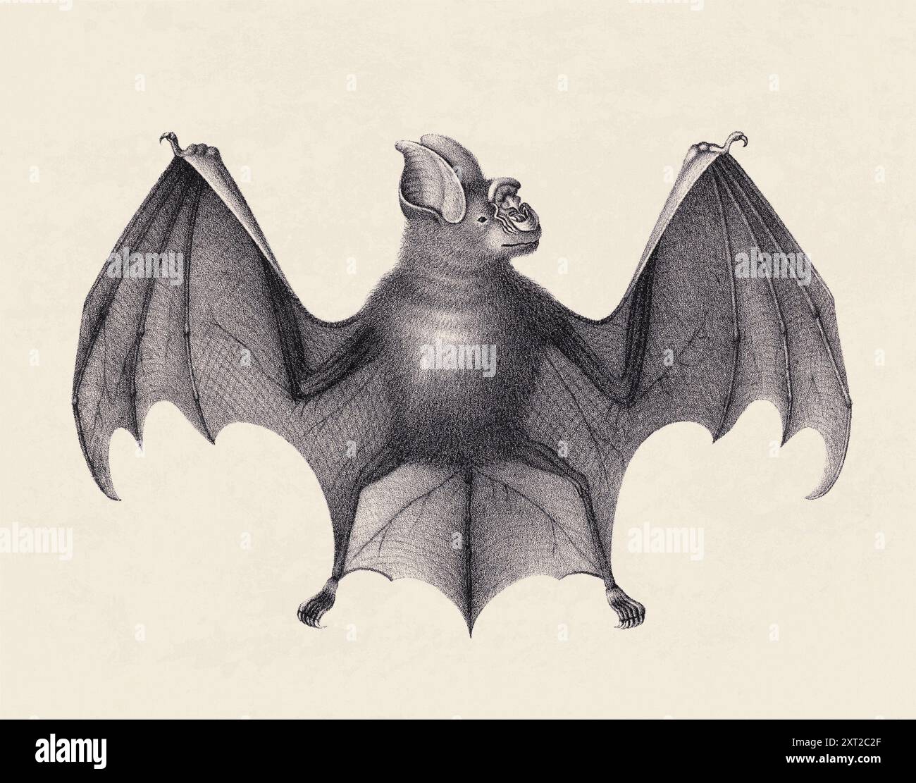 Bat illustration. Pencil sketch of a bat isolated on an aged beige ...