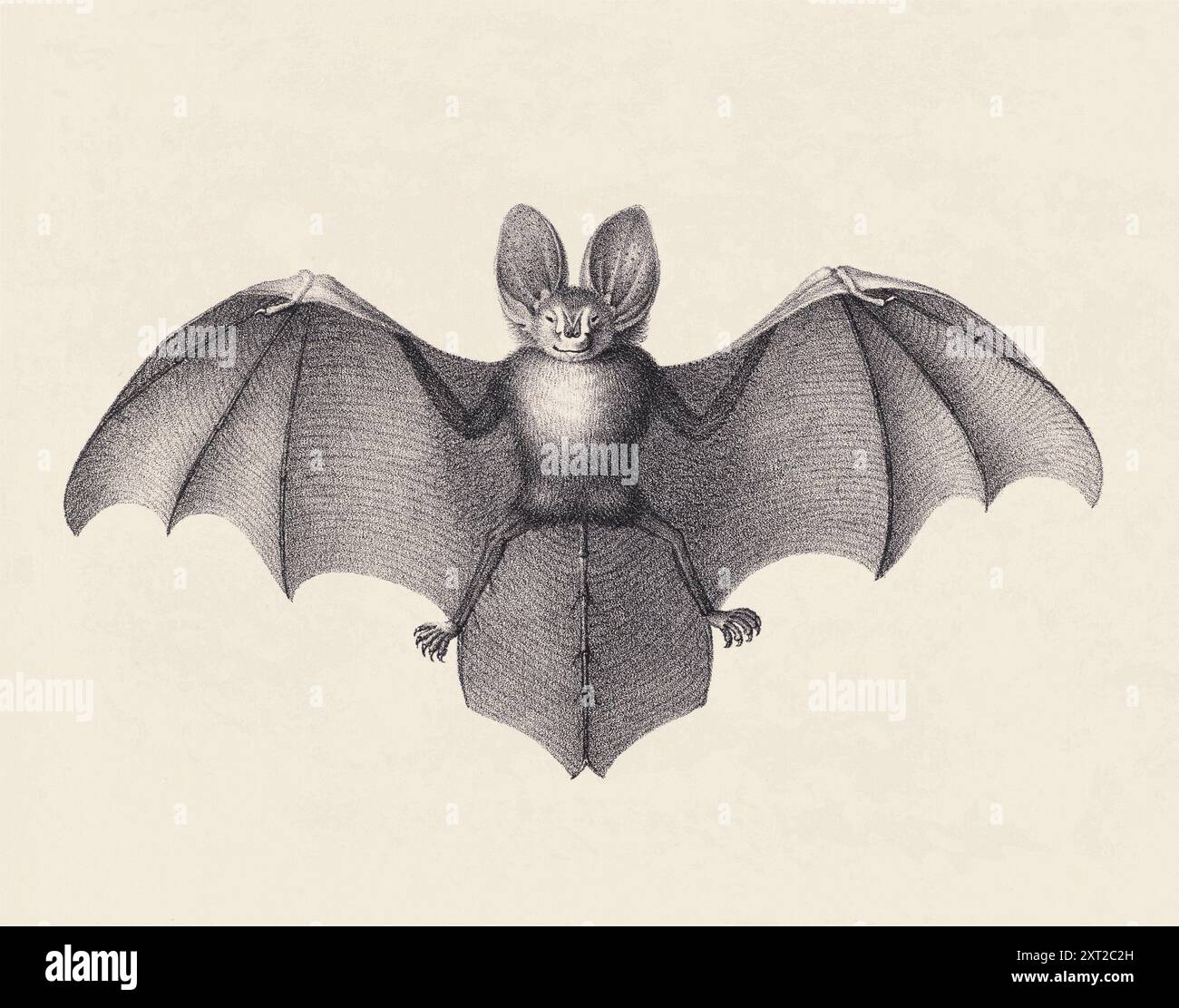 Bat illustration. Pencil sketch of a bat isolated on an aged beige ...