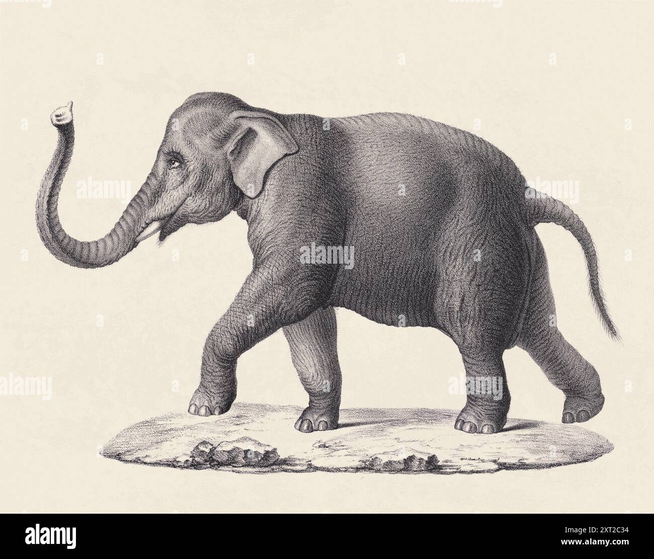 Elephant illustration. Pencil sketch of an elephant isolated on an aged ...