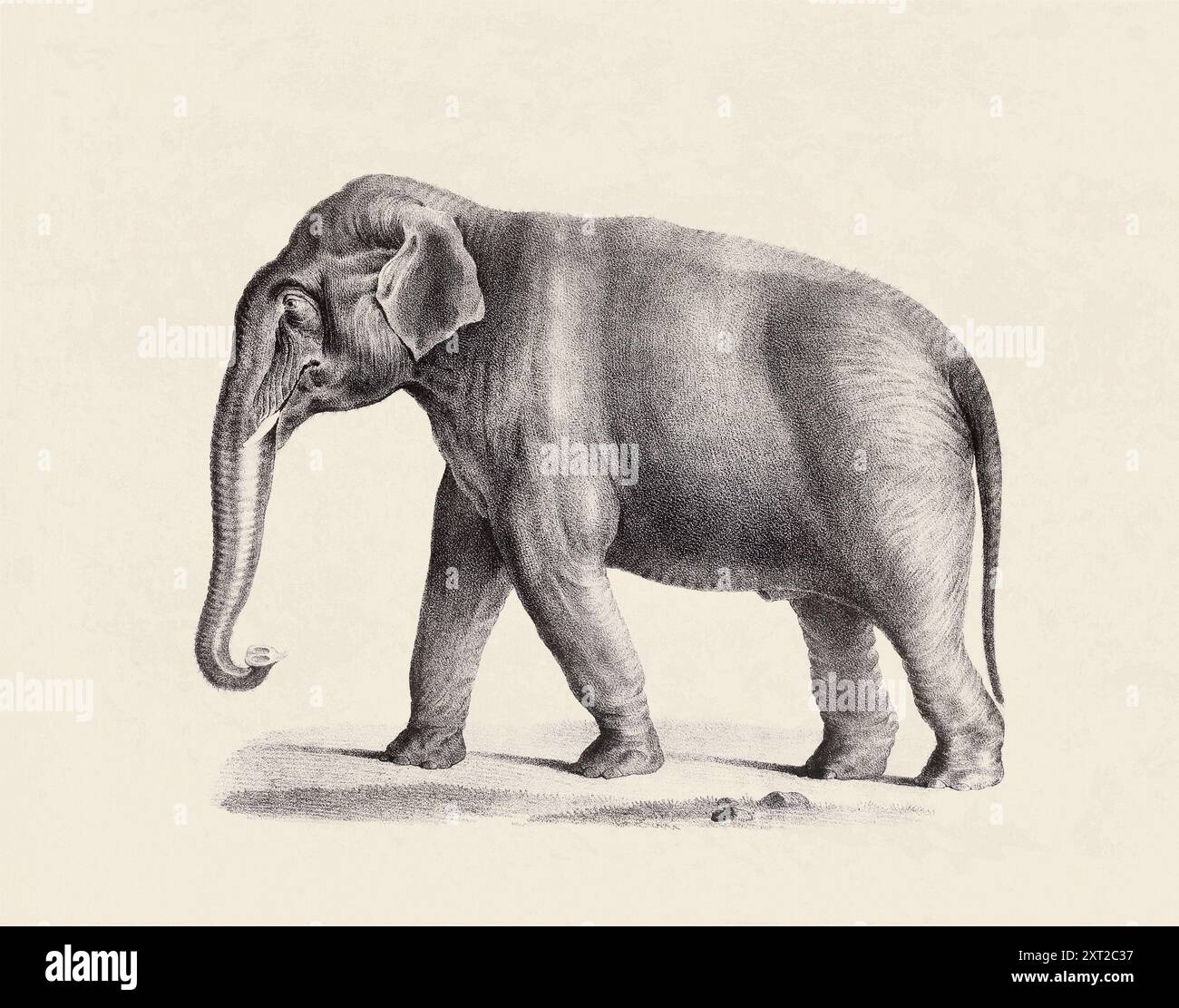 African Elephant Pencil Drawings