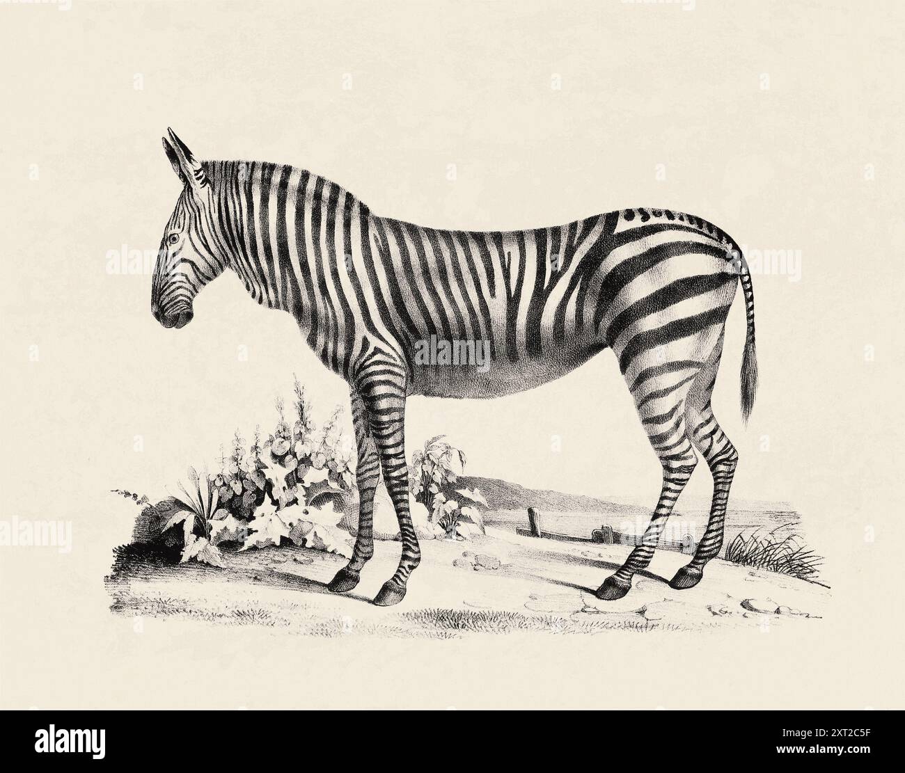 Zebra illustration. Pencil sketch of a zebra isolated on an aged beige ...
