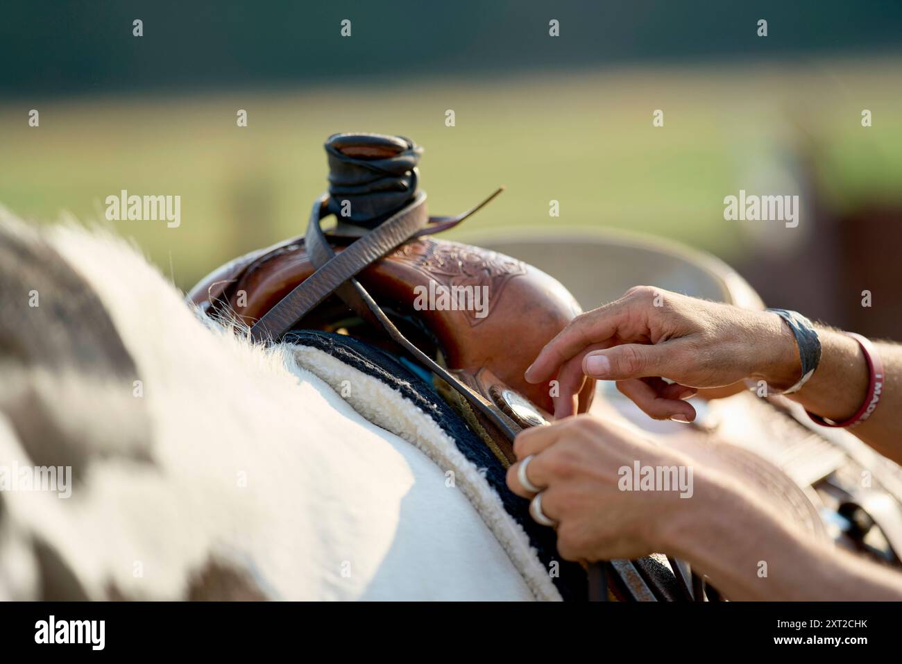 Close-up of a person adjusting a saddle on a horse, highlighting the ...