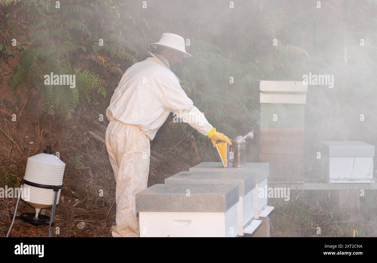 Male beekeeper working bees hi-res stock photography and images - Alamy
