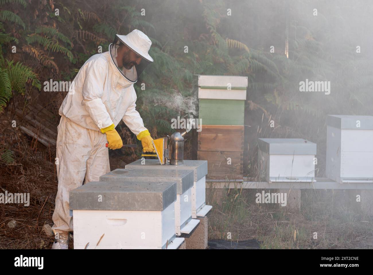 beekeeper preparing to open the hives Stock Photo - Alamy