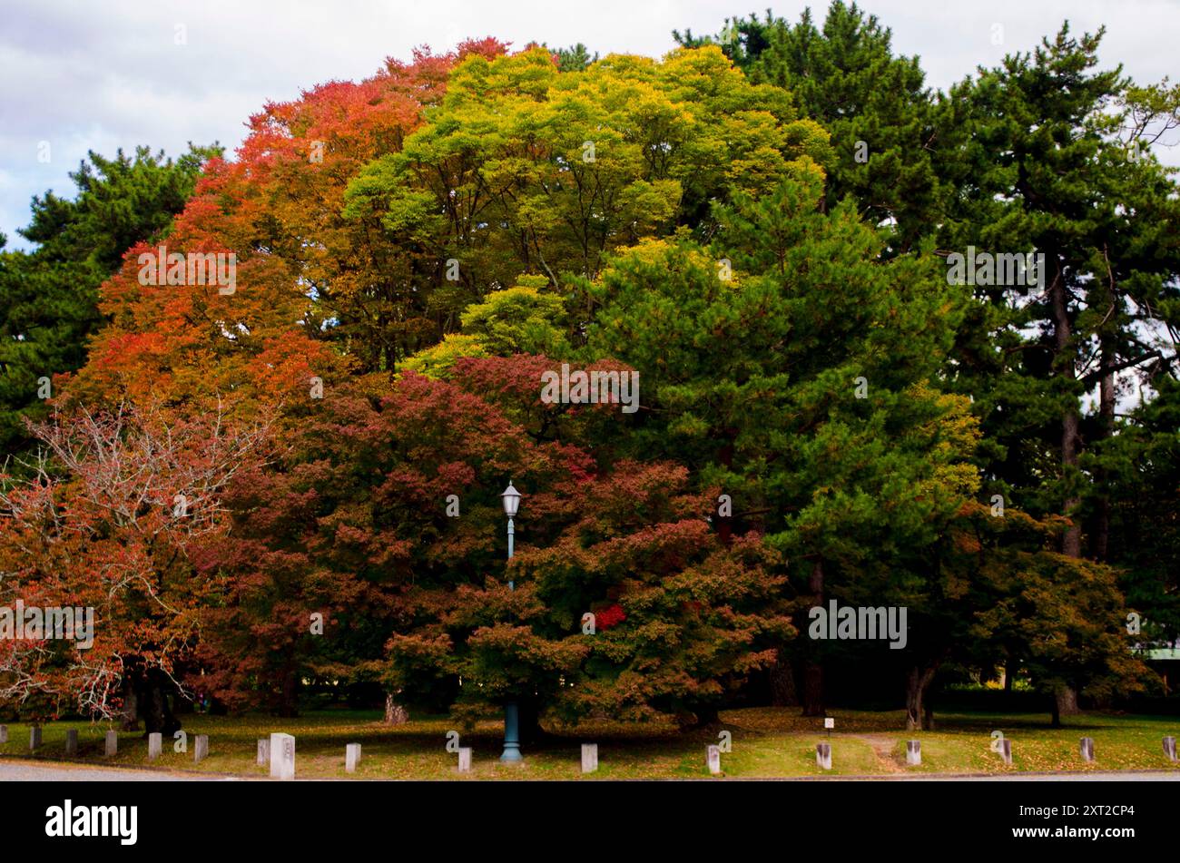 A photo of many colorful trees with autumn colors in Kyoto, Japan Stock ...
