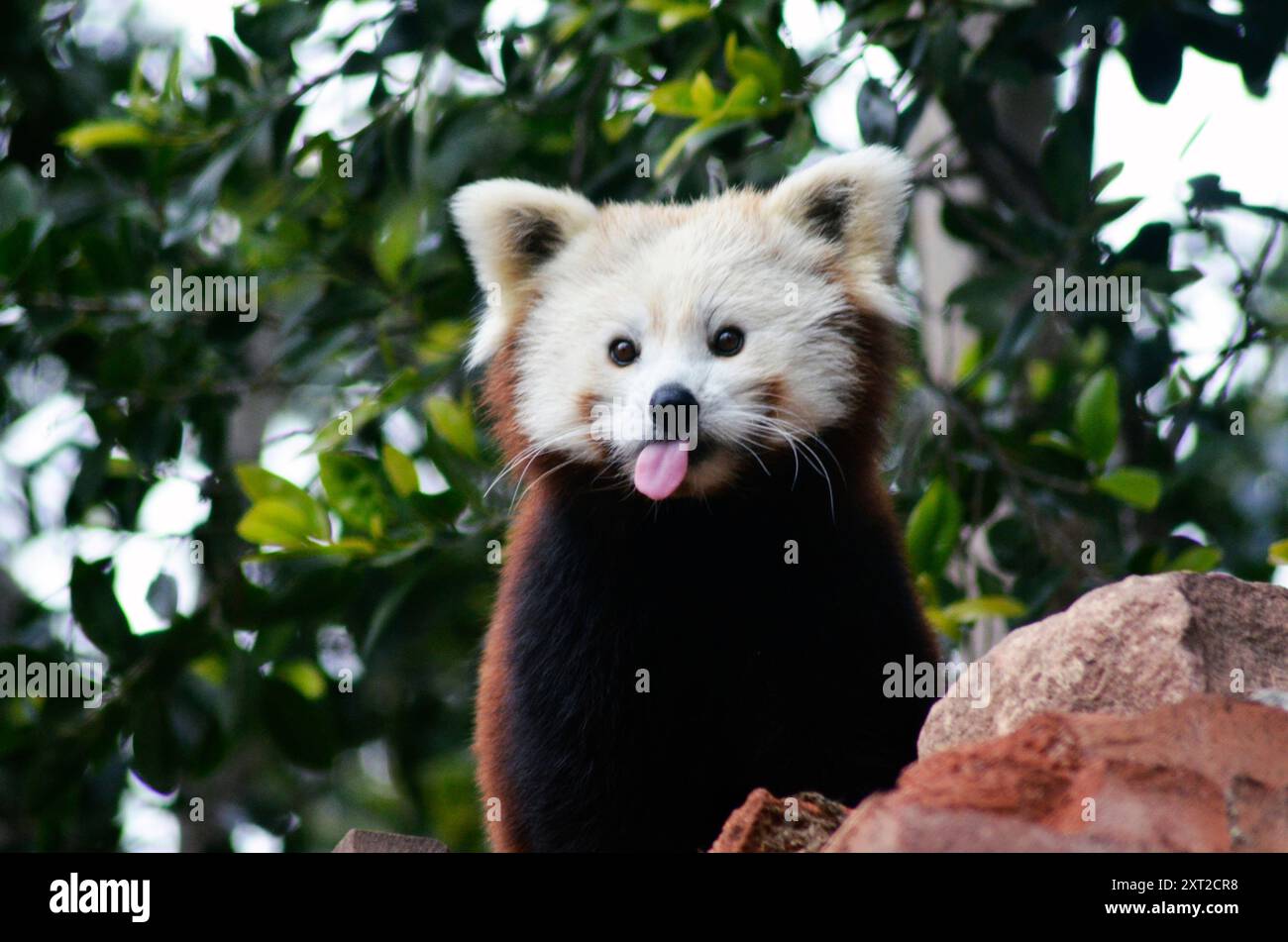 Naughty bear hi-res stock photography and images - Alamy