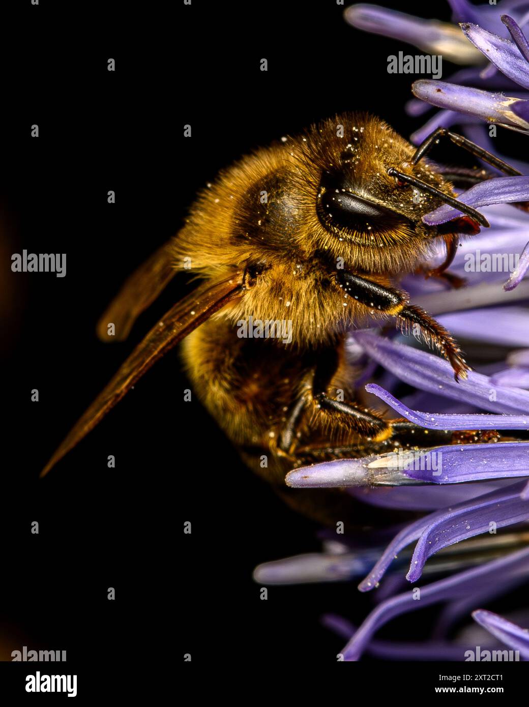 Common honey bee hi-res stock photography and images - Alamy
