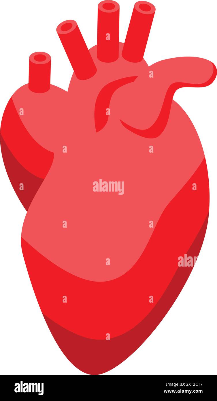 Realistic anatomical illustration of the human heart, showing veins and ...