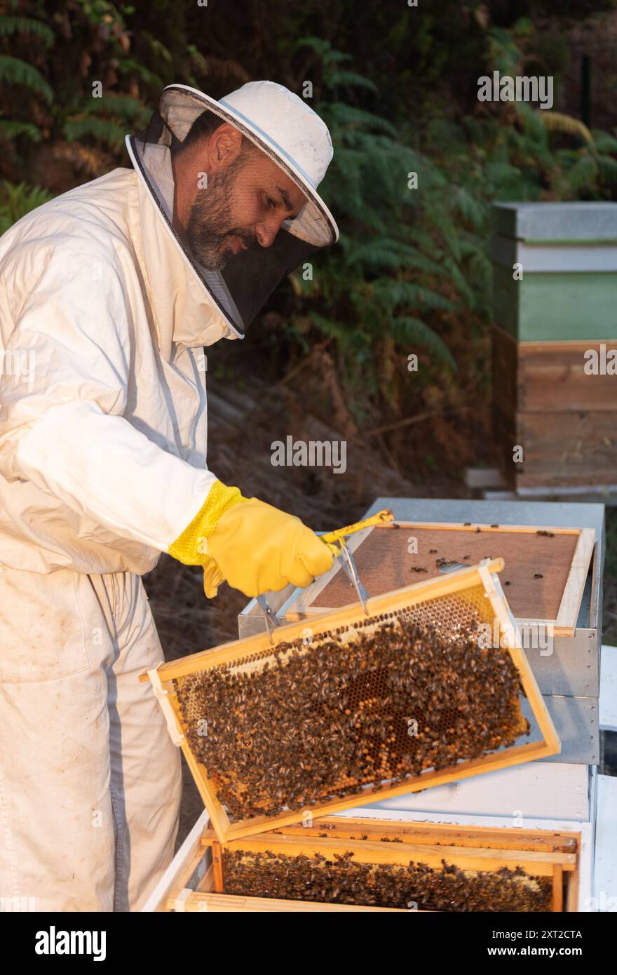 Beekeeper opening a hive frame on a bee farm Stock Photo - Alamy