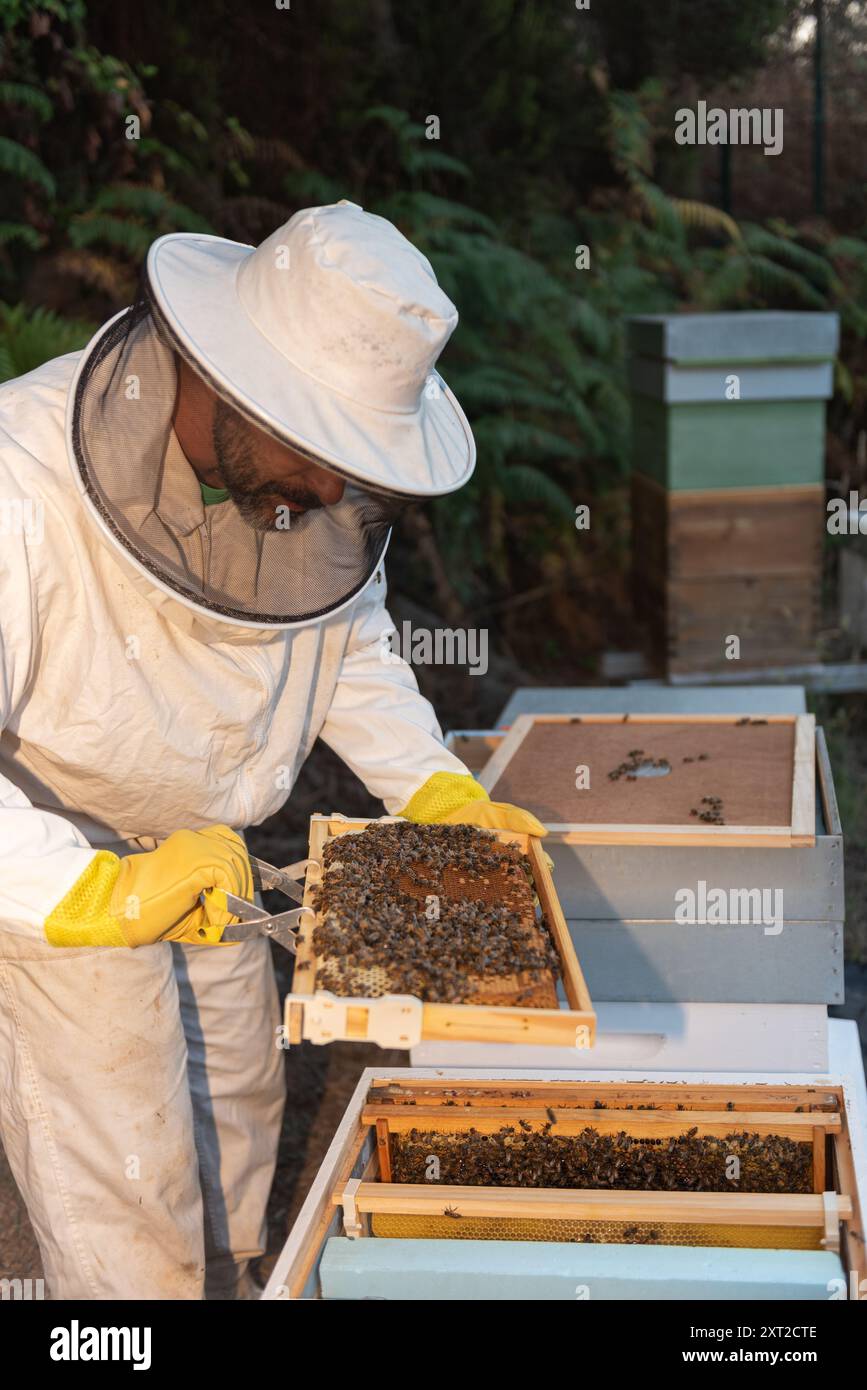 Beekeeper opening a hive frame on a bee farm Stock Photo - Alamy