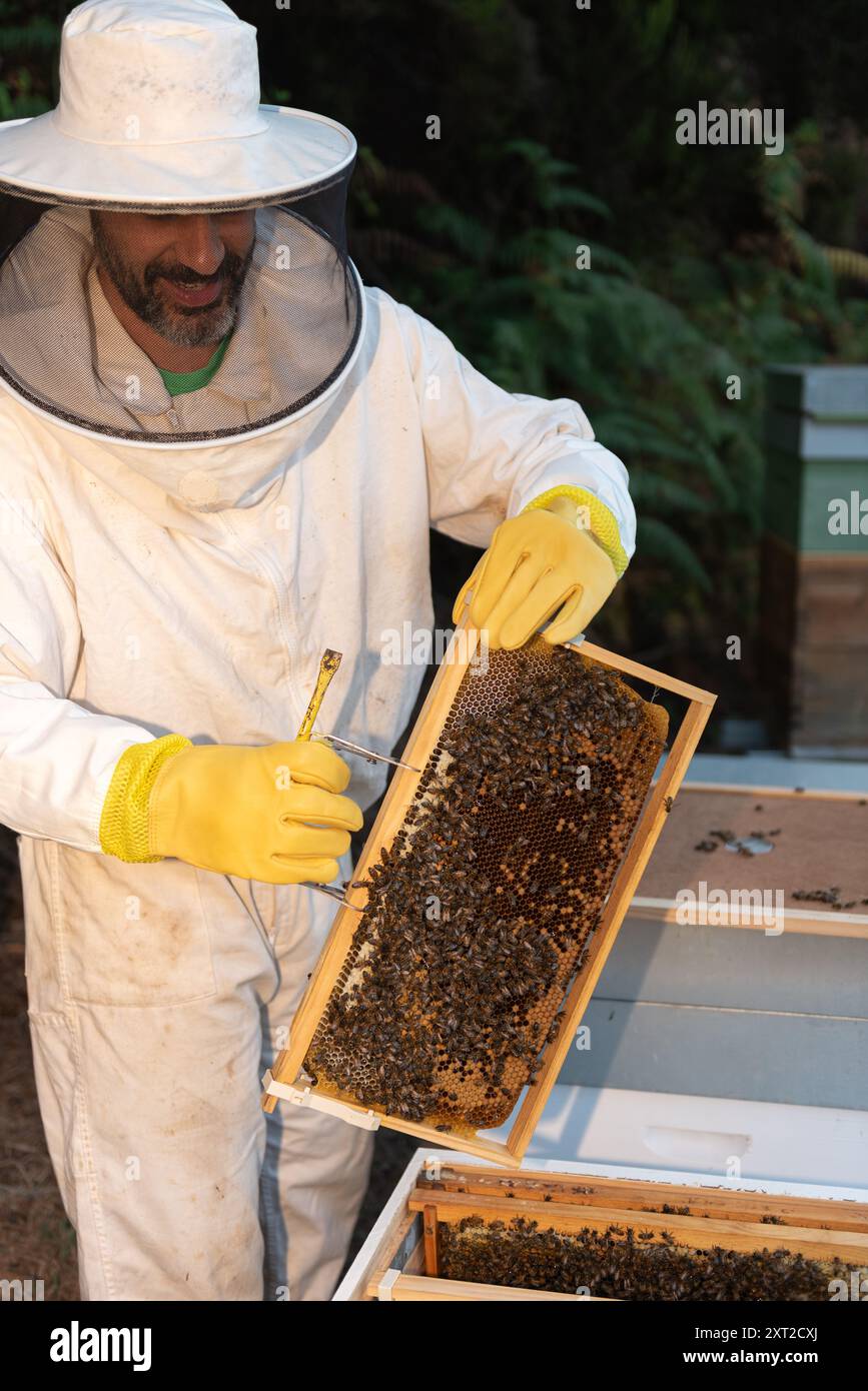 Beekeeper opening a hive frame on a bee farm Stock Photo - Alamy