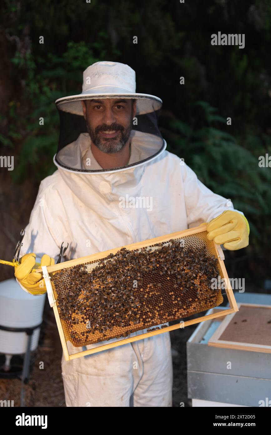 Beekeeper opening a hive frame on a bee farm Stock Photo - Alamy