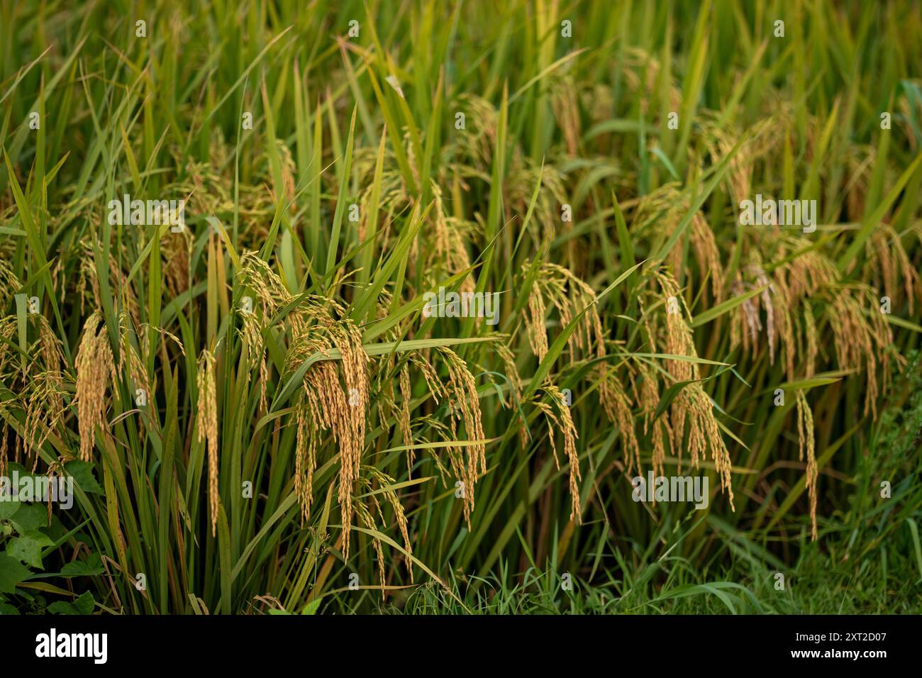Golden paddy grain ready hi-res stock photography and images - Alamy