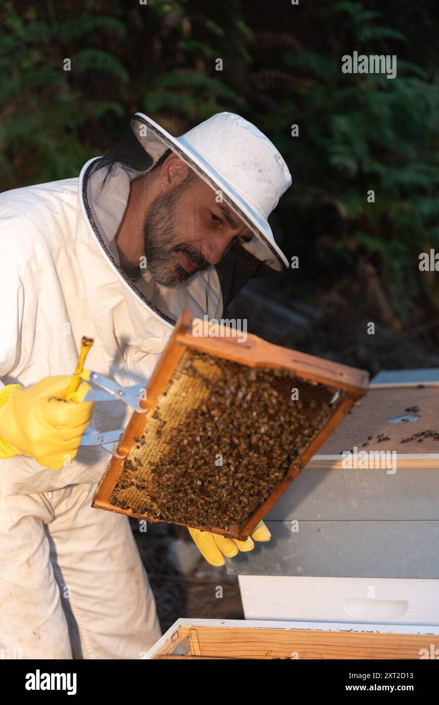 Beekeeper opening a hive frame on a bee farm Stock Photo - Alamy
