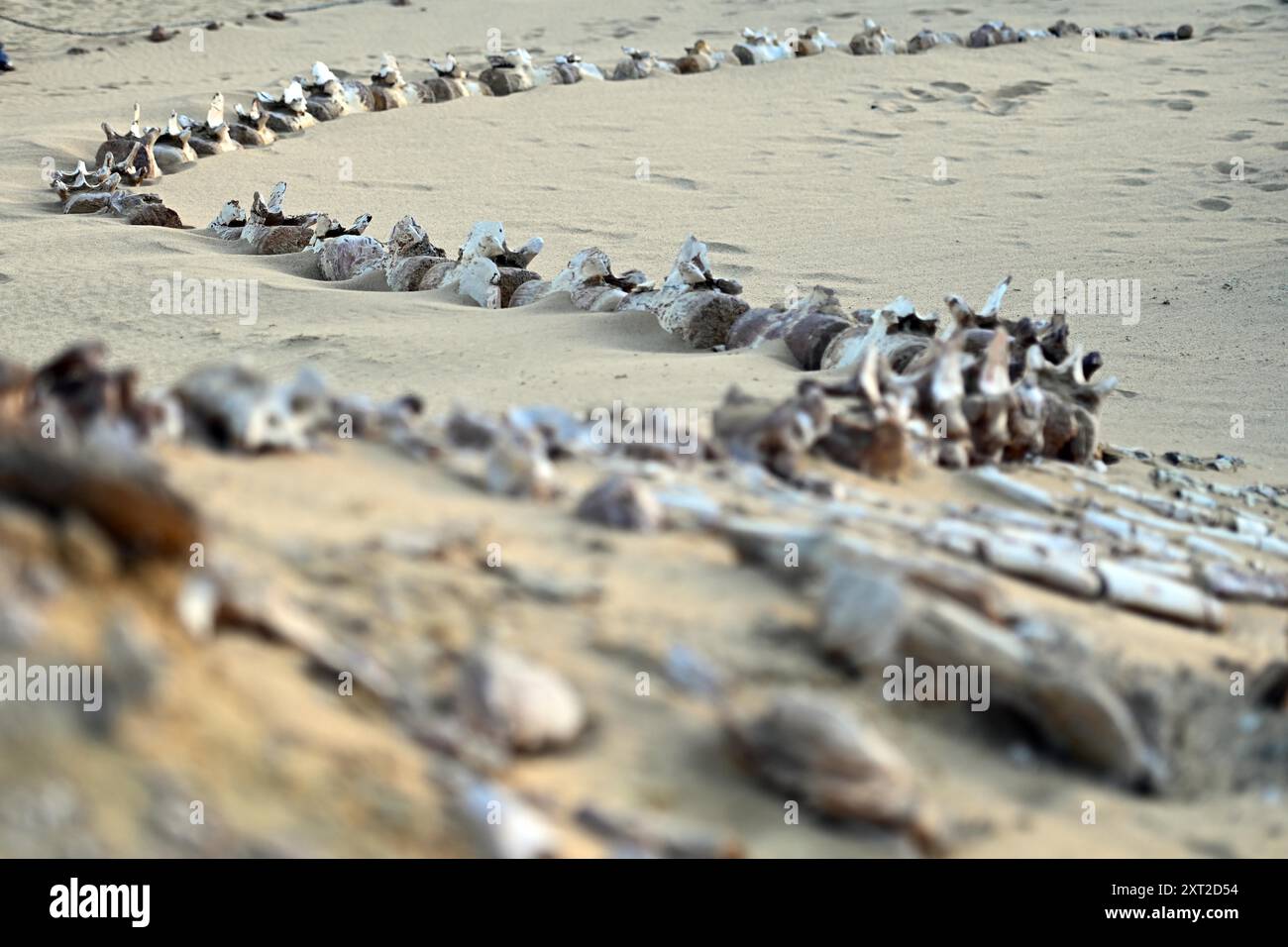 Cairo. 12th Aug, 2024. This photo taken on Aug. 12, 2024 shows whale ...
