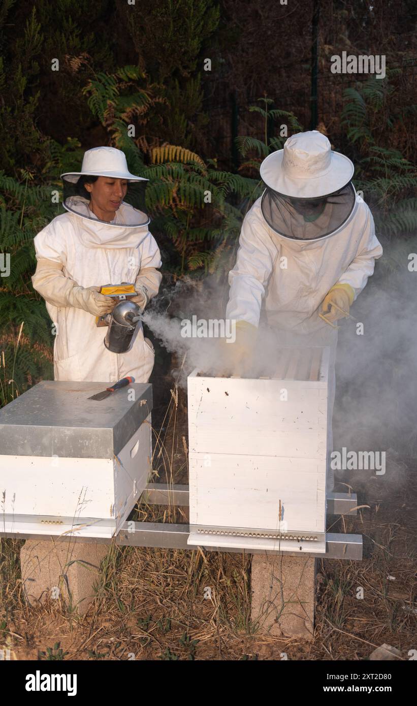 Beekeeper teaching a woman the work of beekeeping Stock Photo - Alamy
