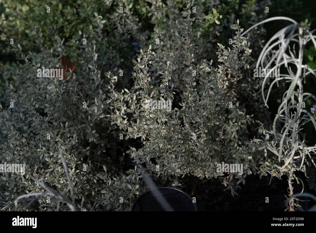 Curry plant, Helichrysum italicum, a silver-leaved herb Stock Photo - Alamy