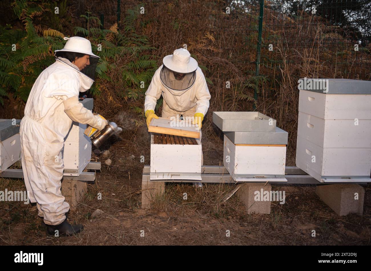 Beekeeper teaching a woman the work of beekeeping Stock Photo - Alamy
