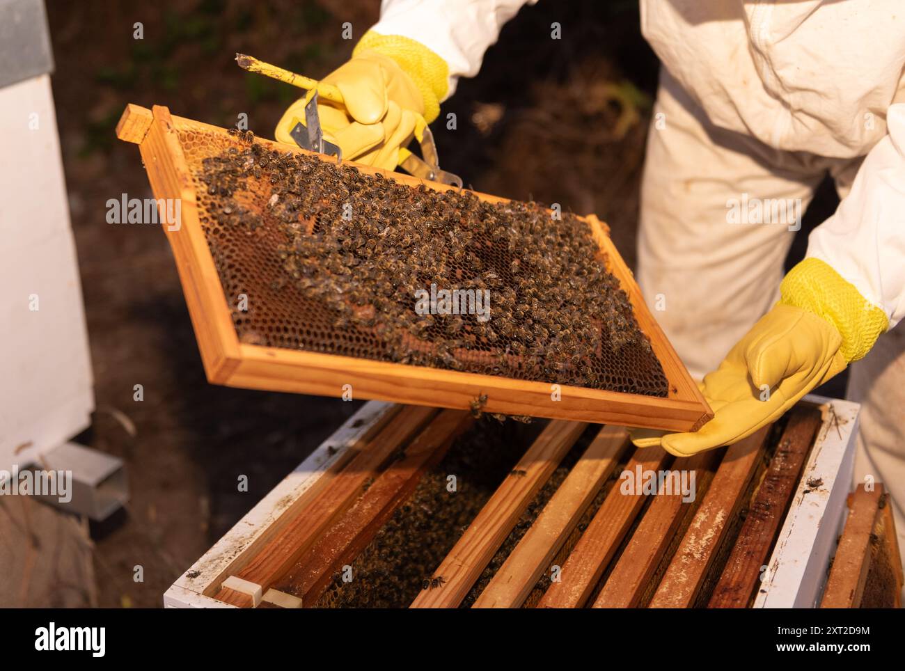 Beekeeper showing in close-up a hive frame full of bees Stock Photo - Alamy