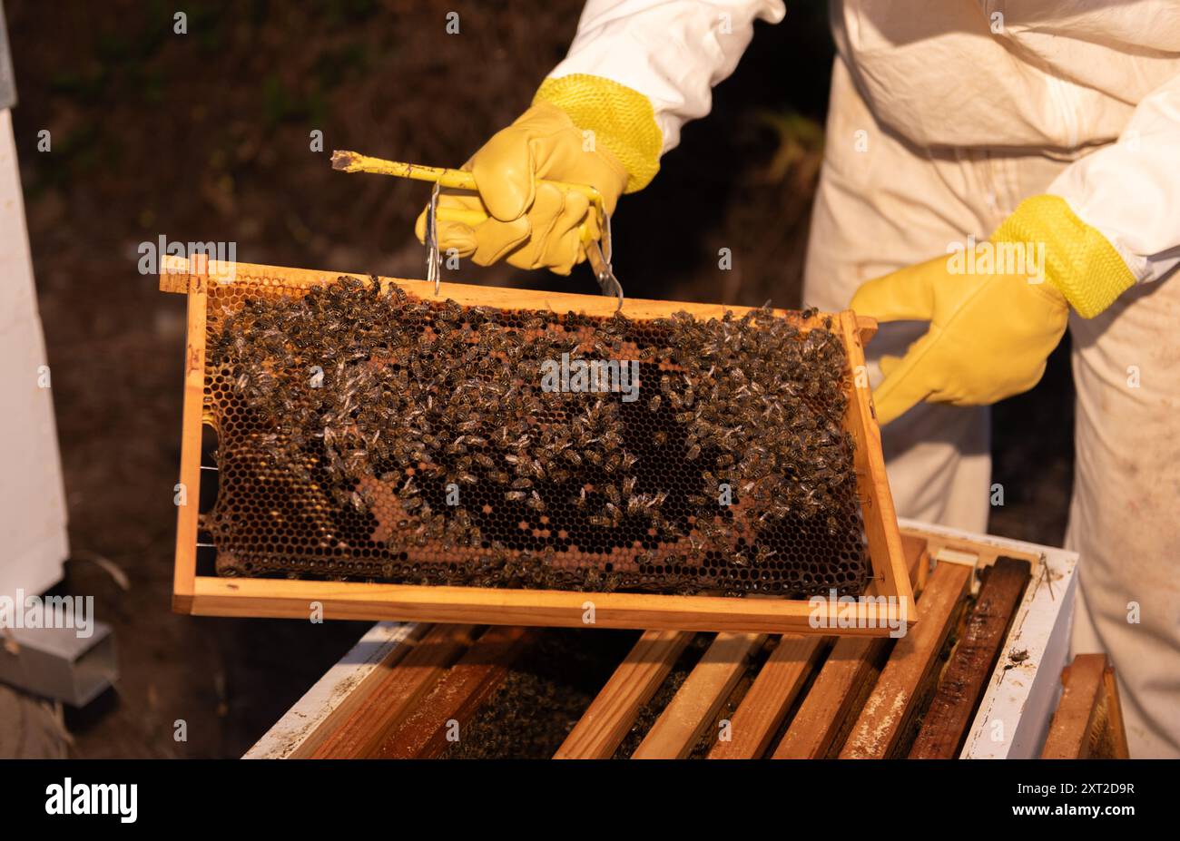 Beekeeper showing in close-up a hive frame full of bees Stock Photo - Alamy