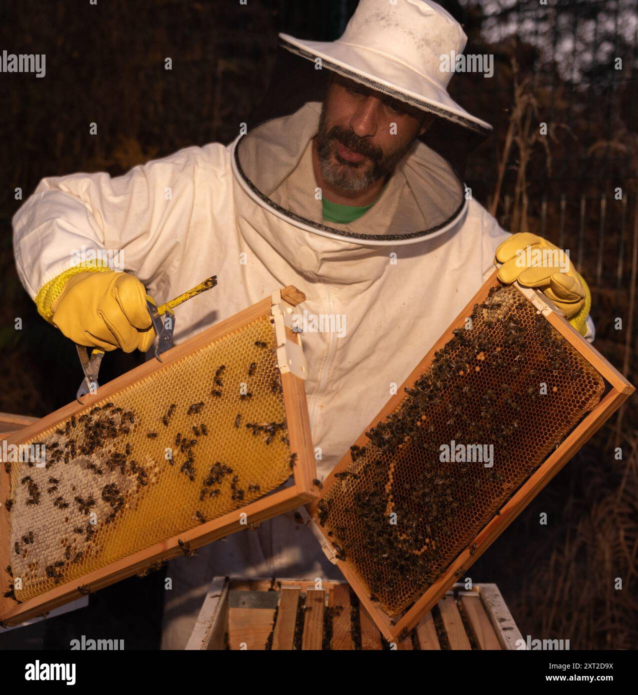Beekeeper opening a hive frame on a bee farm Stock Photo - Alamy