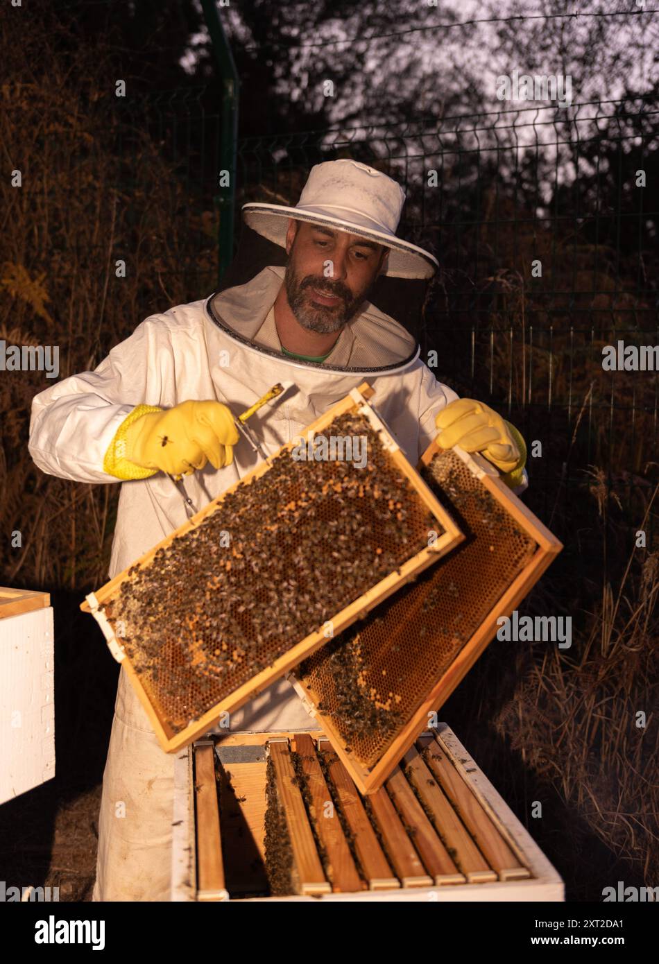 Beekeeper opening a hive frame on a bee farm Stock Photo - Alamy
