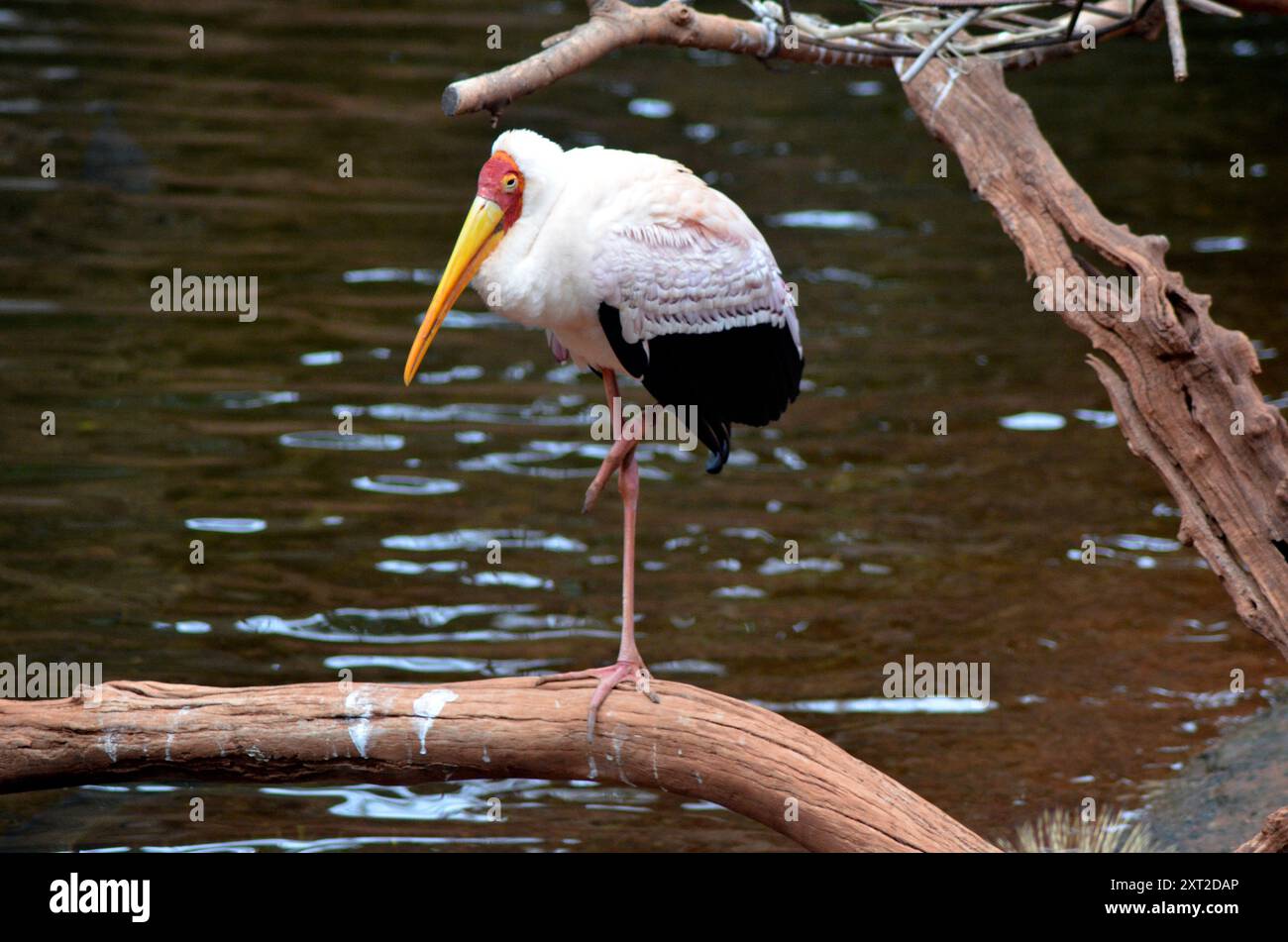 yellow billed stork one-legged standing up in top of a log in the river ...