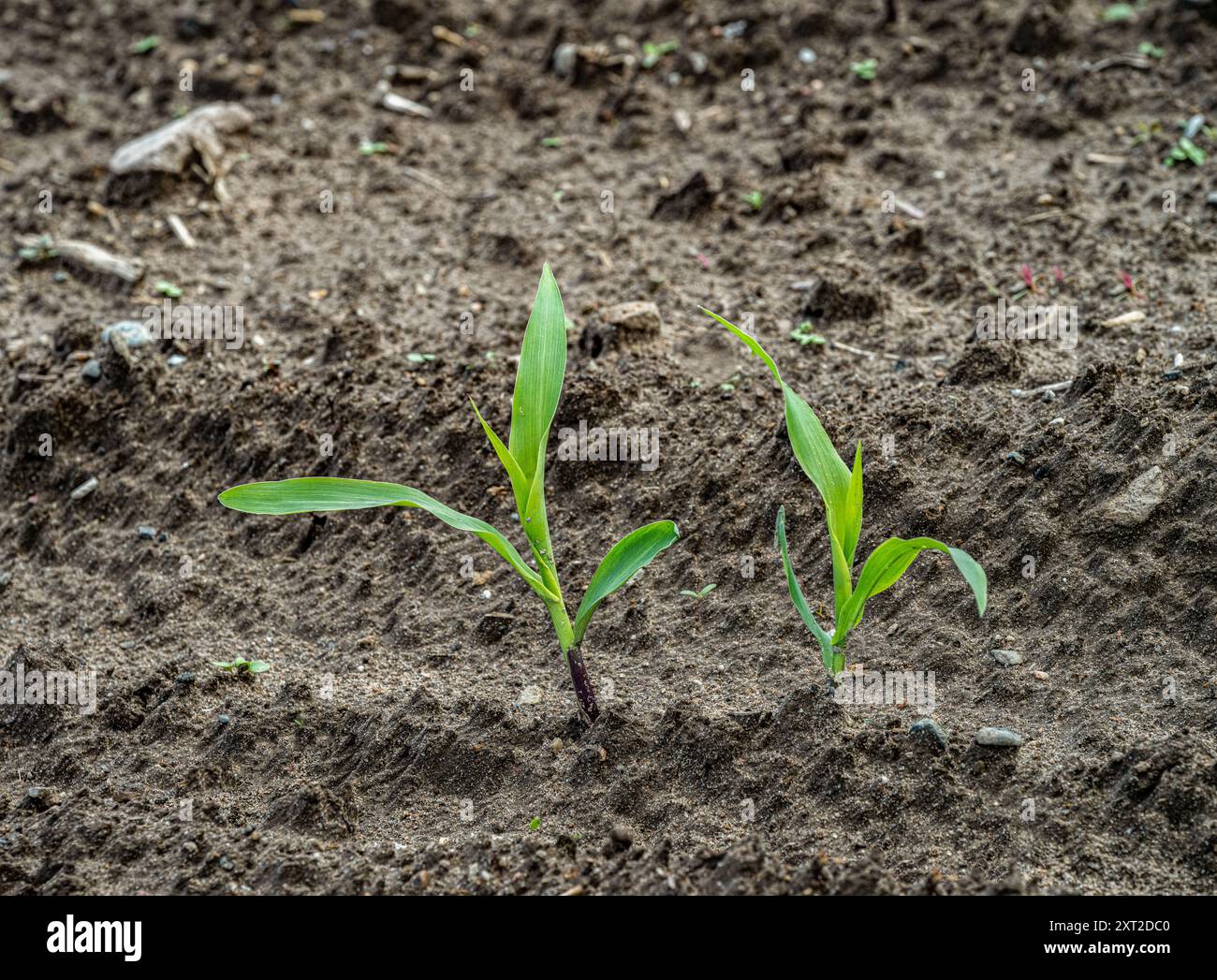 Cornplant hi-res stock photography and images - Alamy