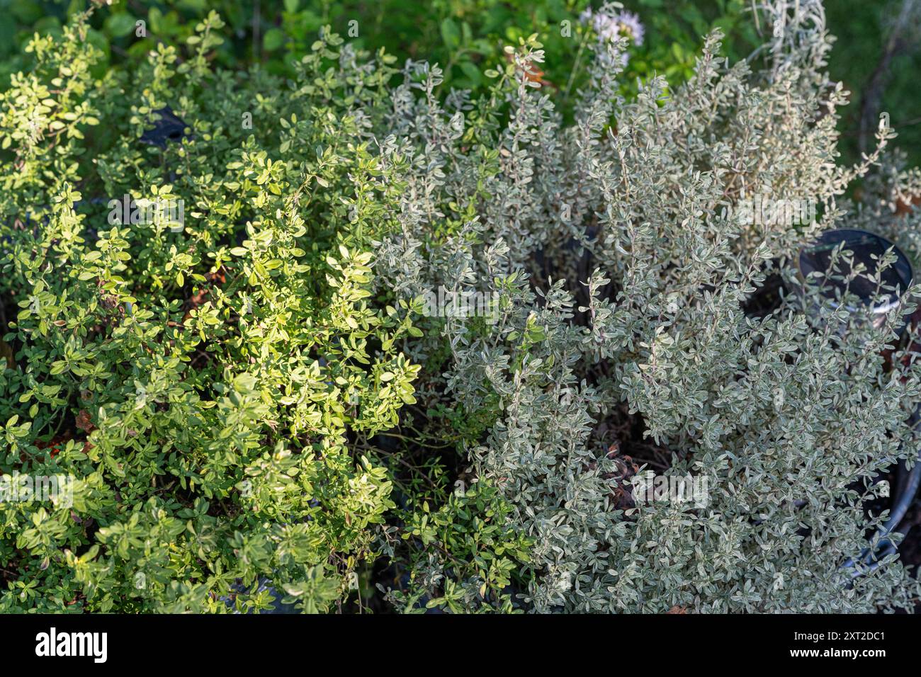 Two types of thyme. Left citrus thyme (Thymus × citriodorus), rechts ...