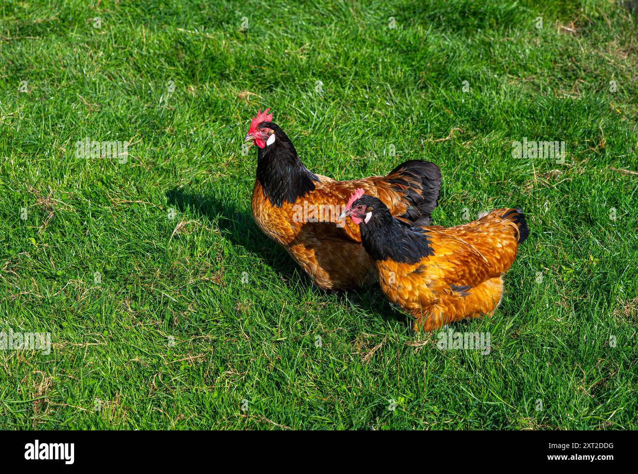 Vorwerk (Gallus gallus domesticus) hen, breed of chicken originating in ...