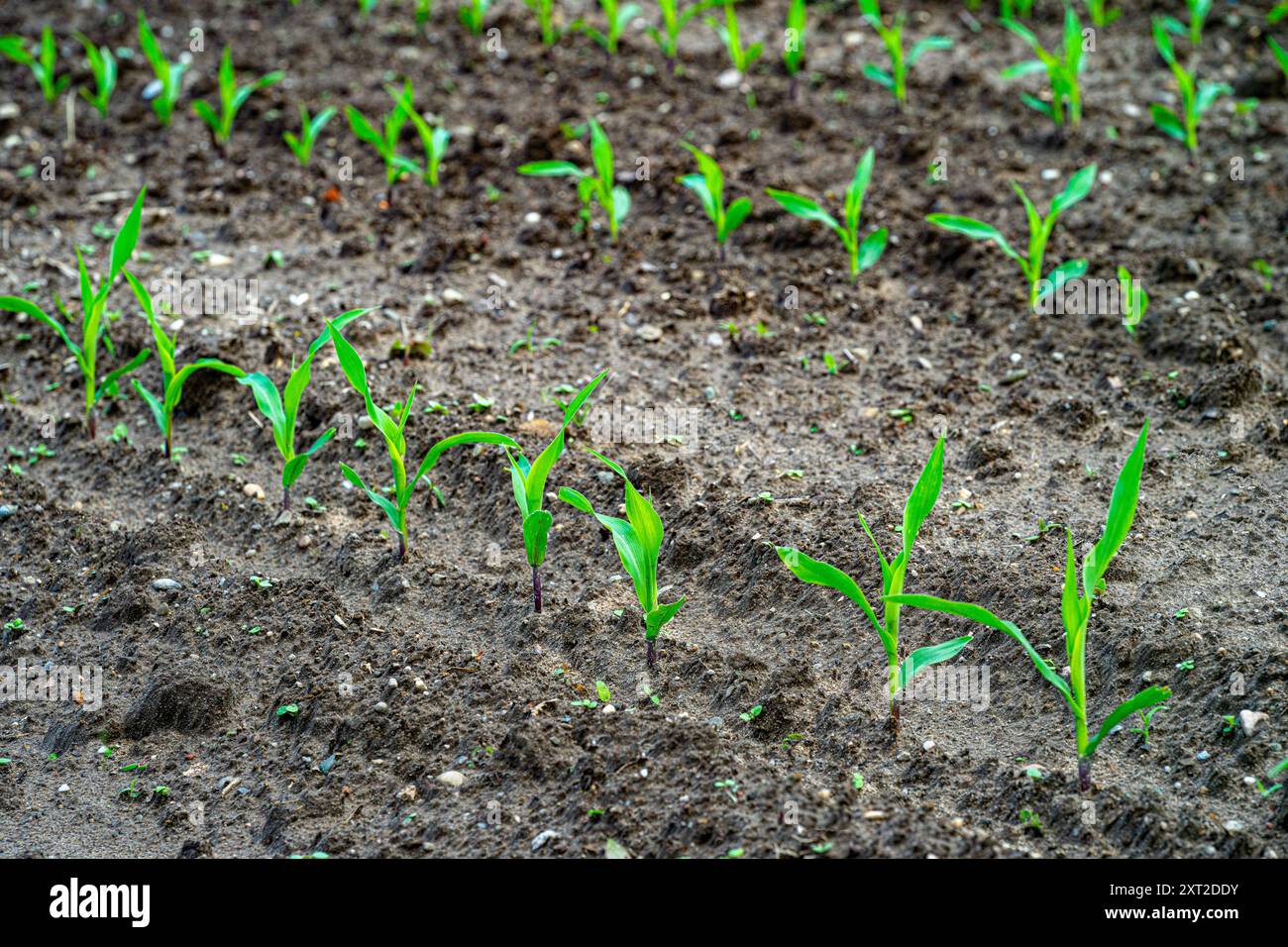 Young corn plants hi-res stock photography and images - Alamy