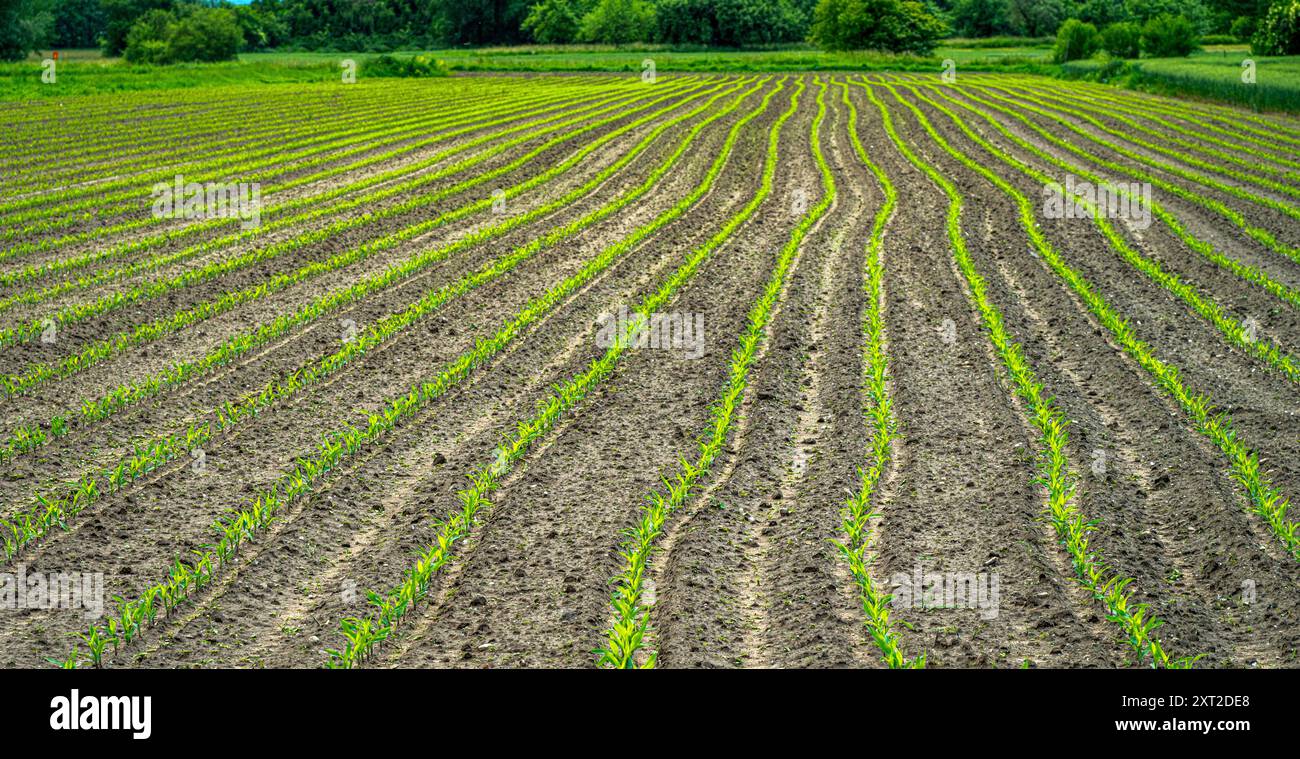 Closeup young corn plants hi-res stock photography and images - Alamy