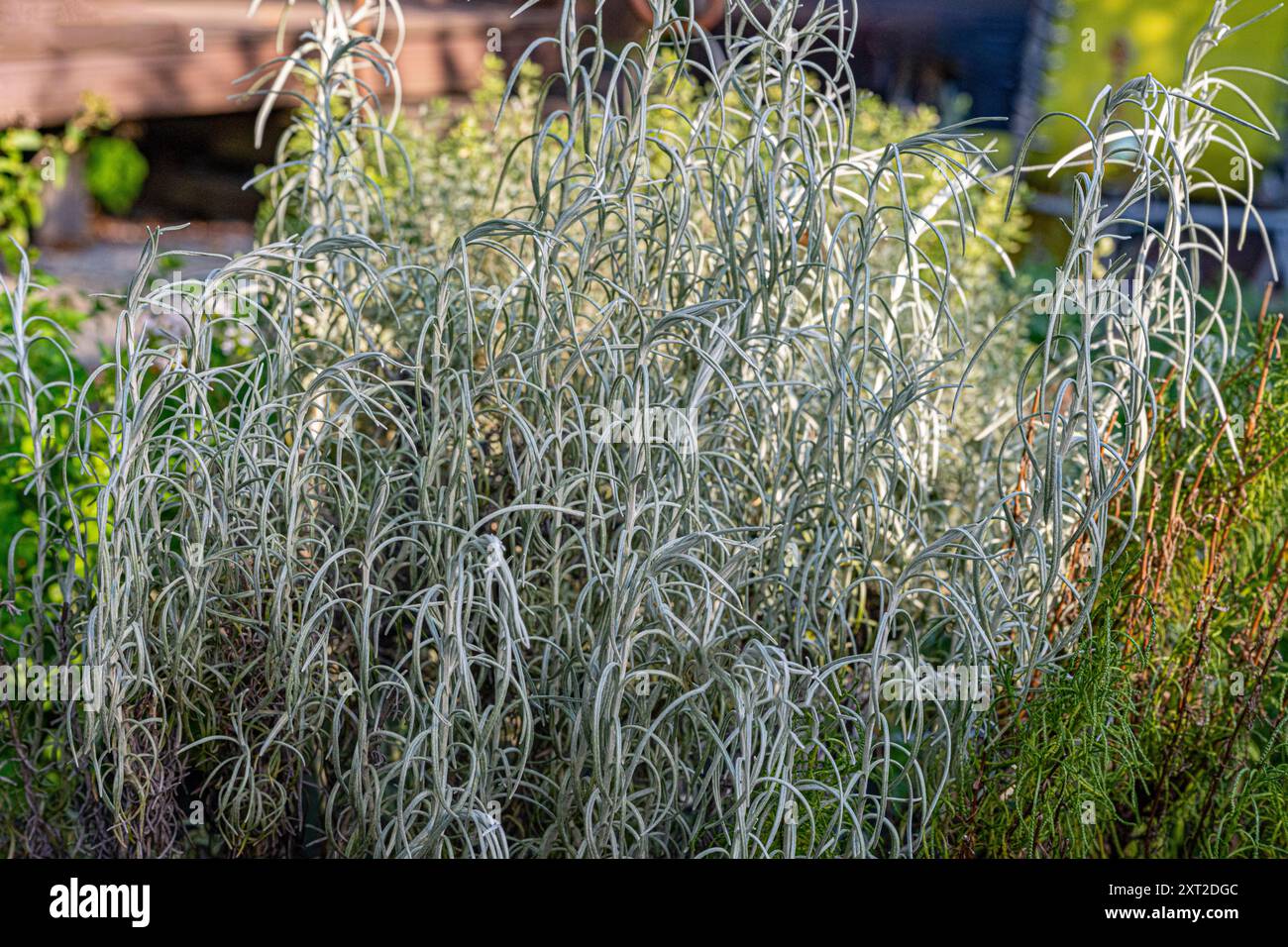 Curry plant, Helichrysum italicum, a silver-leaved herb Stock Photo - Alamy