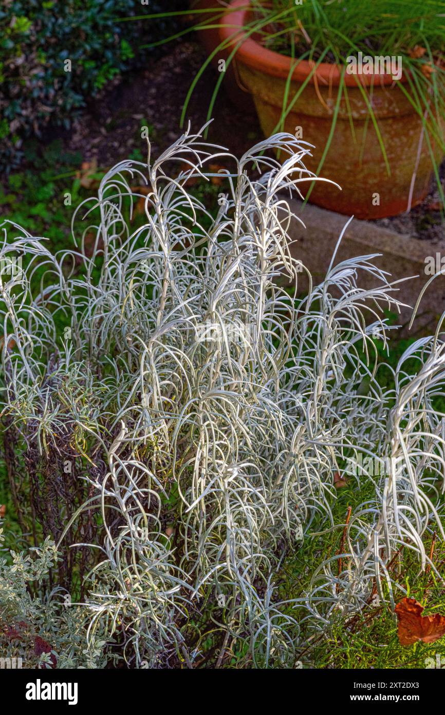 Curry plant, Helichrysum italicum, a silver-leaved herb Stock Photo - Alamy