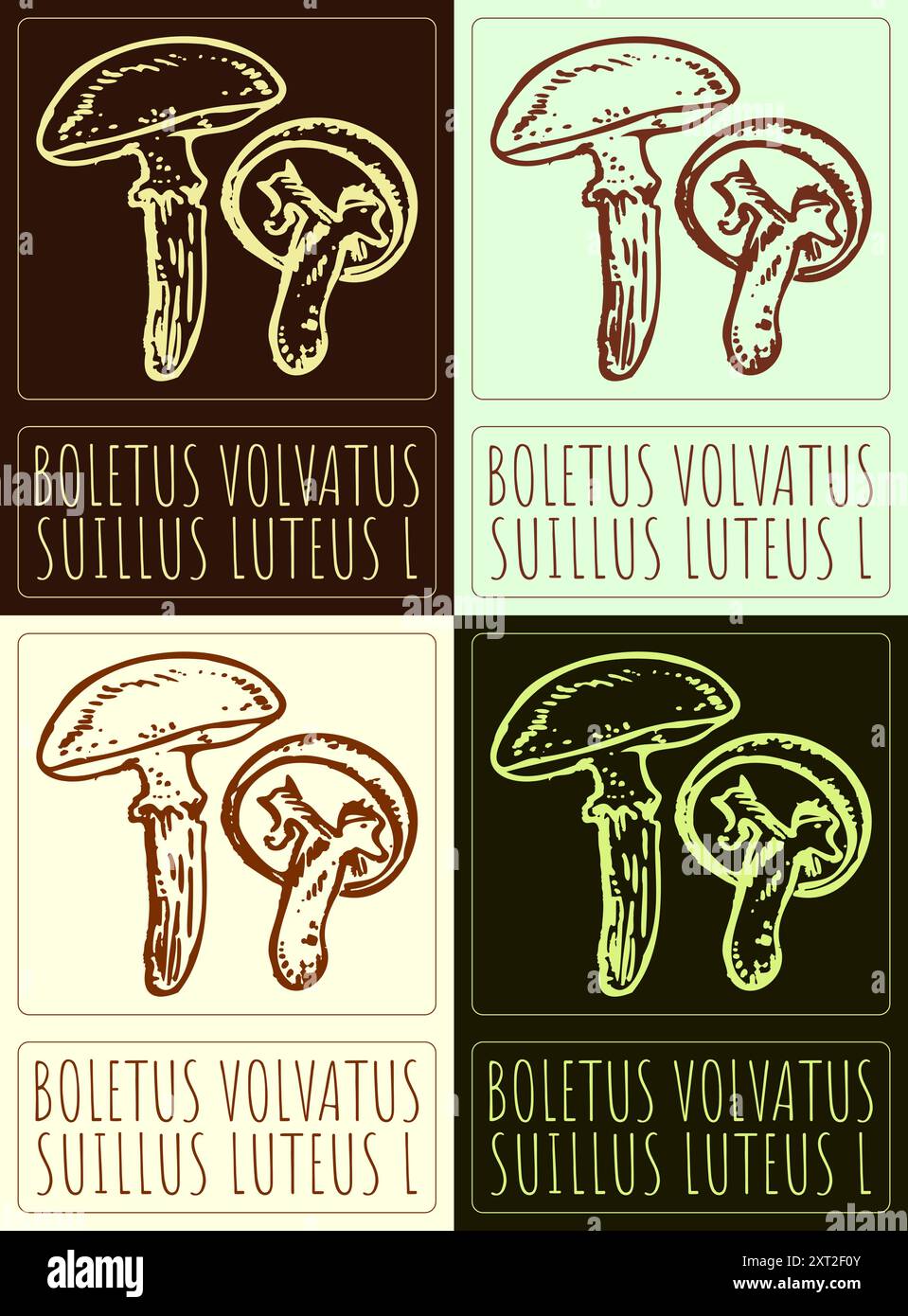 Set of vector drawing BOLETUS VOLVATUS in various colors. Hand drawn ...