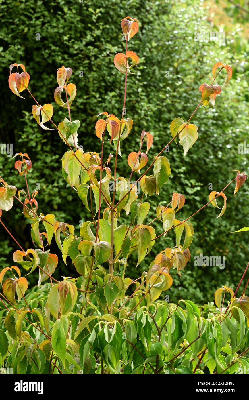 A backlit Cornus Kousa Big Apple in leaf Stock Photo - Alamy