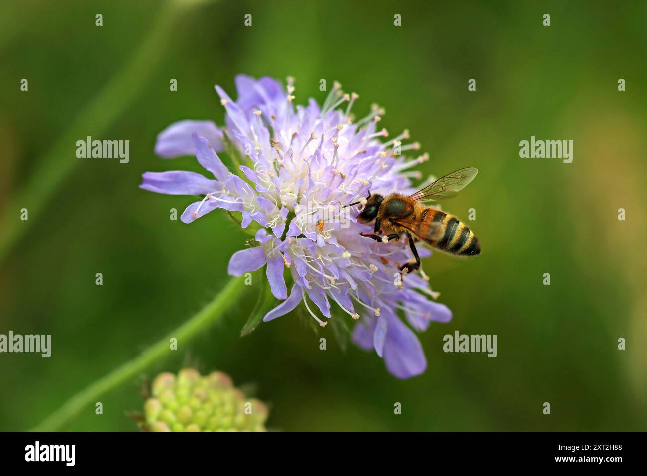 Close-up of a single nectar rich 'Butterfly Blue' Scabiosa flowerhead ...