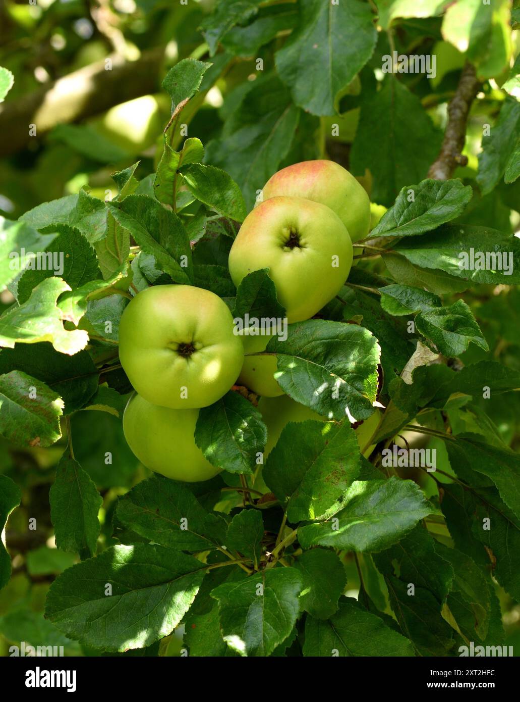 Grandpa tree hi-res stock photography and images - Alamy