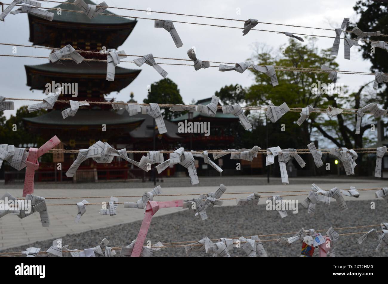 Omikuji, japanese fortune telling papers, hanged, at the front, a japanese shrine in the back ...