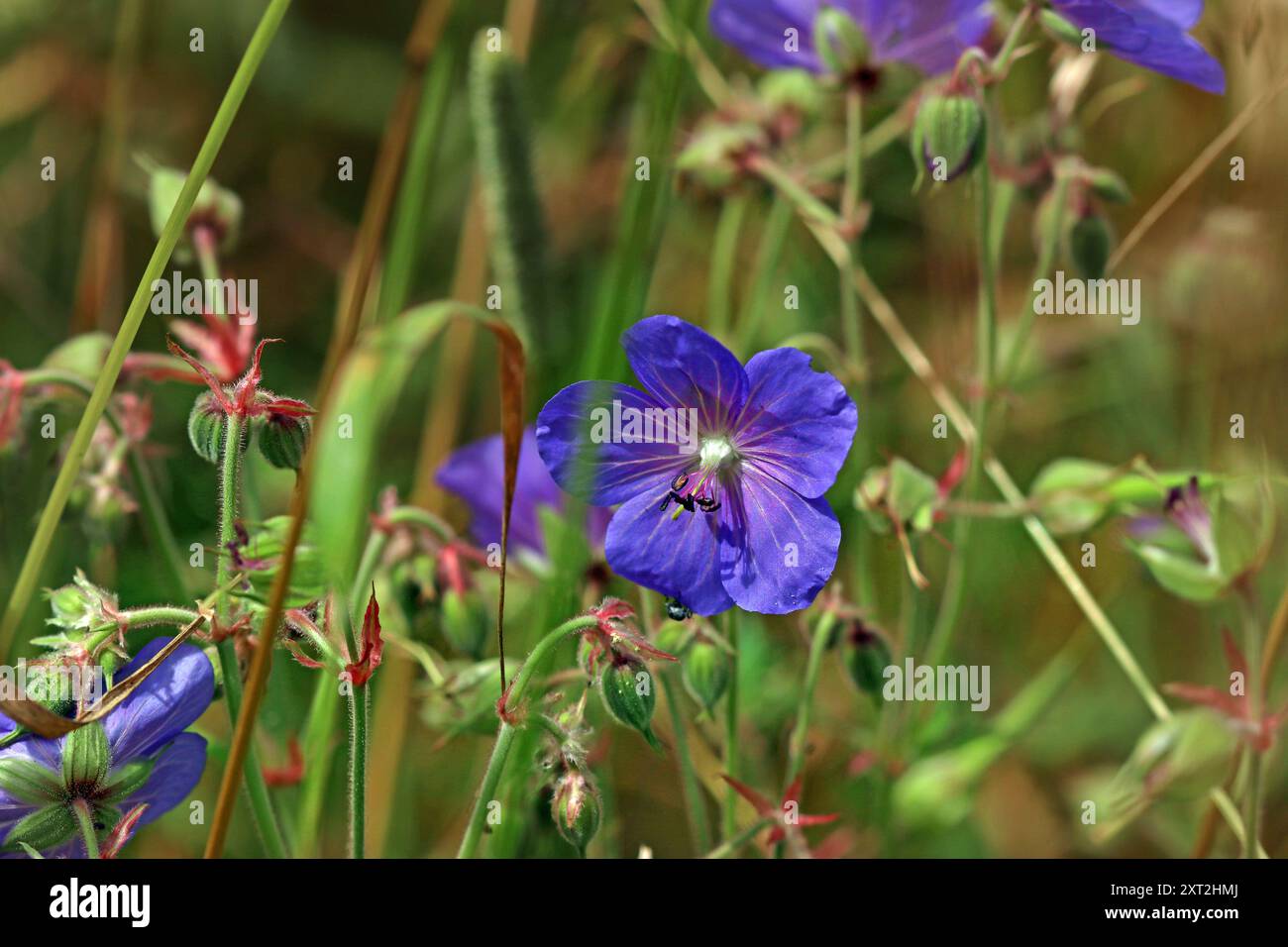 Common geranium hi-res stock photography and images - Alamy