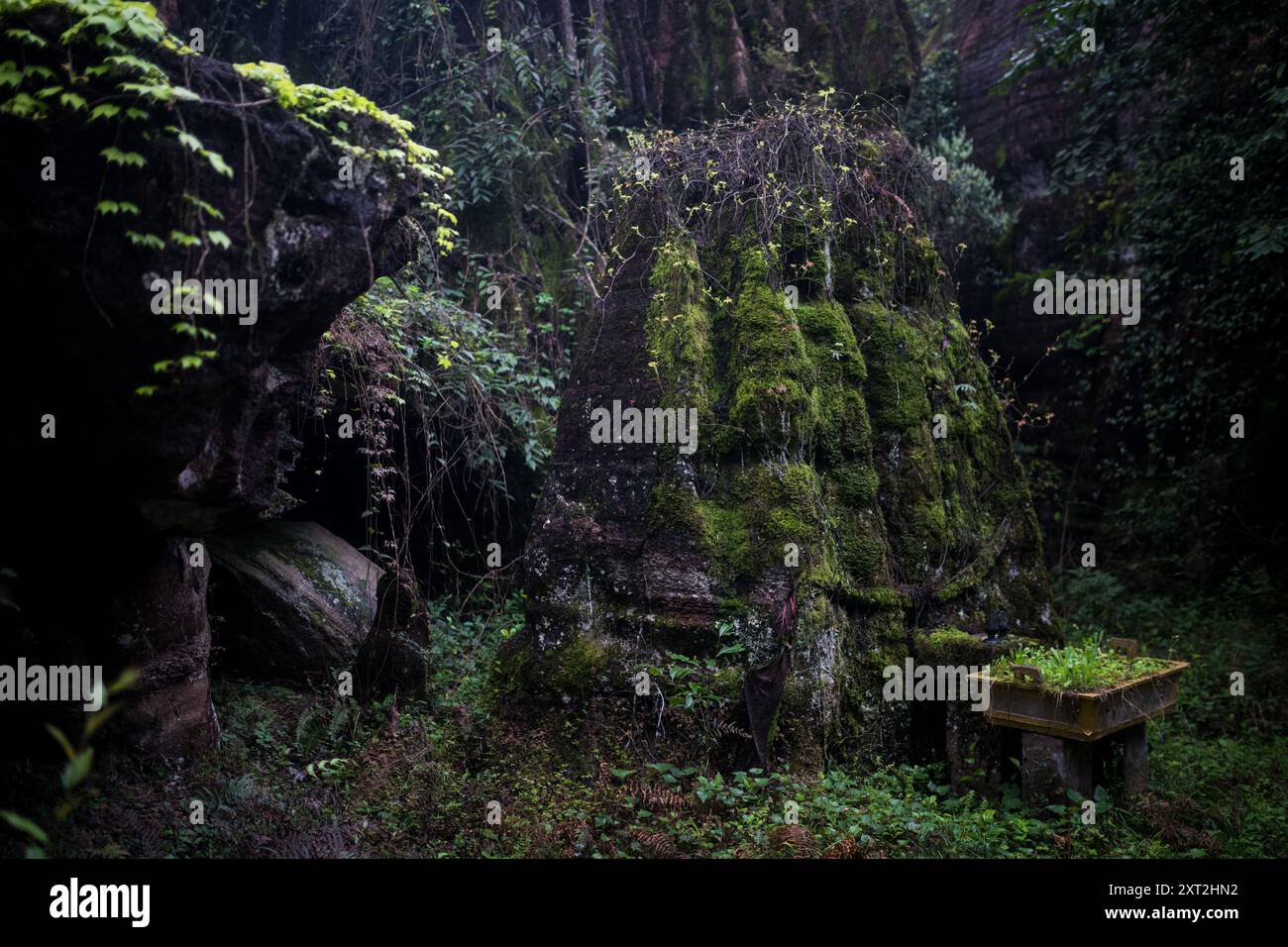 Moss-covered stone structure in a lush forest, surrounded by overgrown vegetation and dense ...