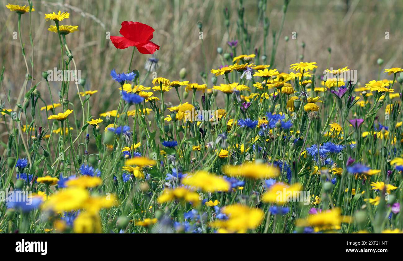 Field poppy cornflowers mix flowers corn poppy common poppy hi-res ...