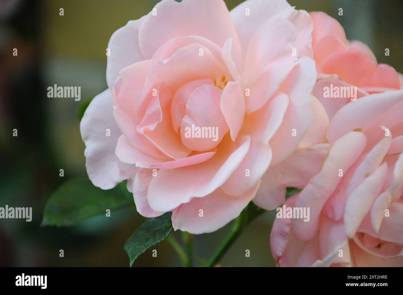 Copenhagen/ DenmarK/ 13 August 2024/ Rose flowers and olants for street ...