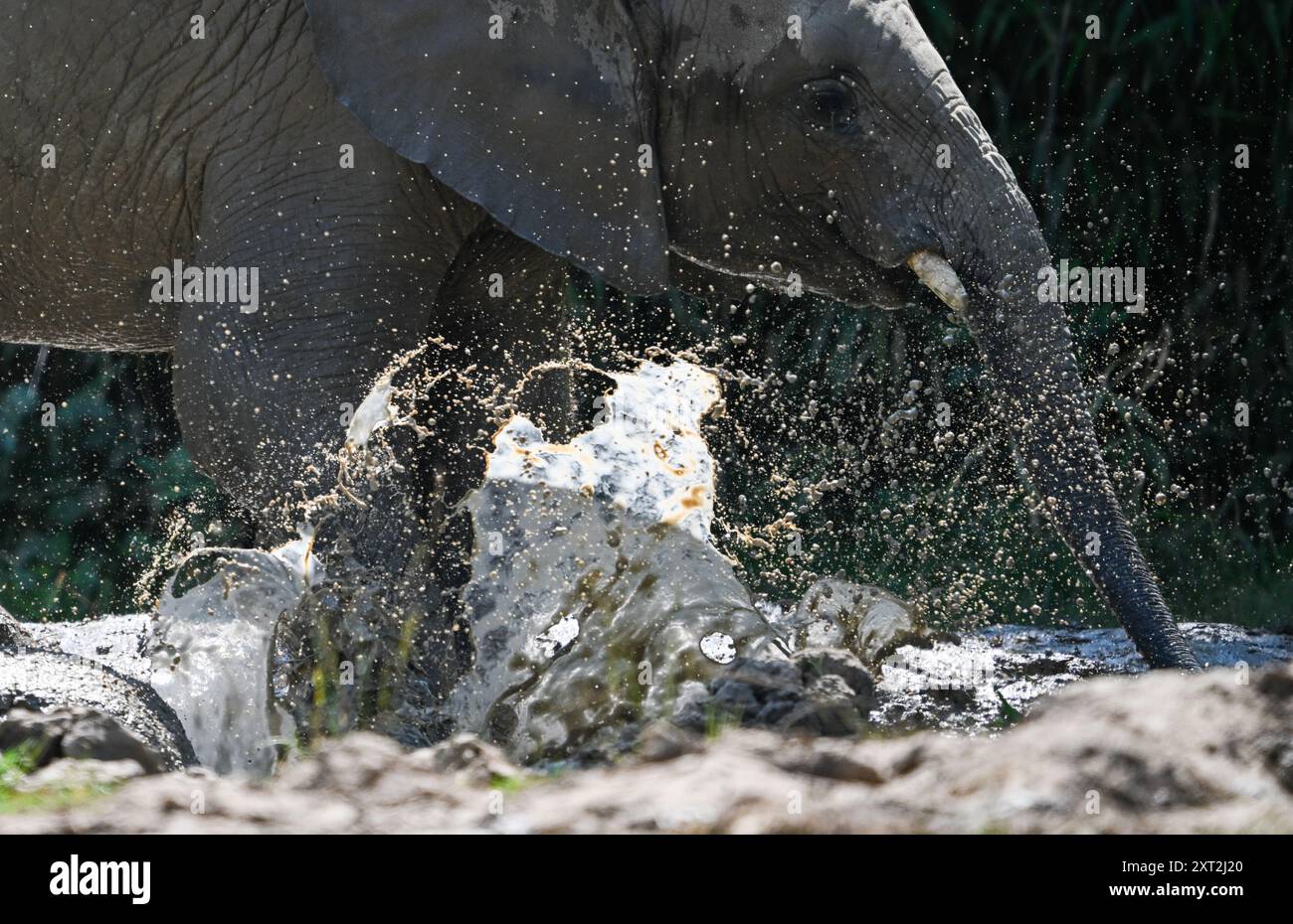 Wallows 2024 hi-res stock photography and images - Alamy