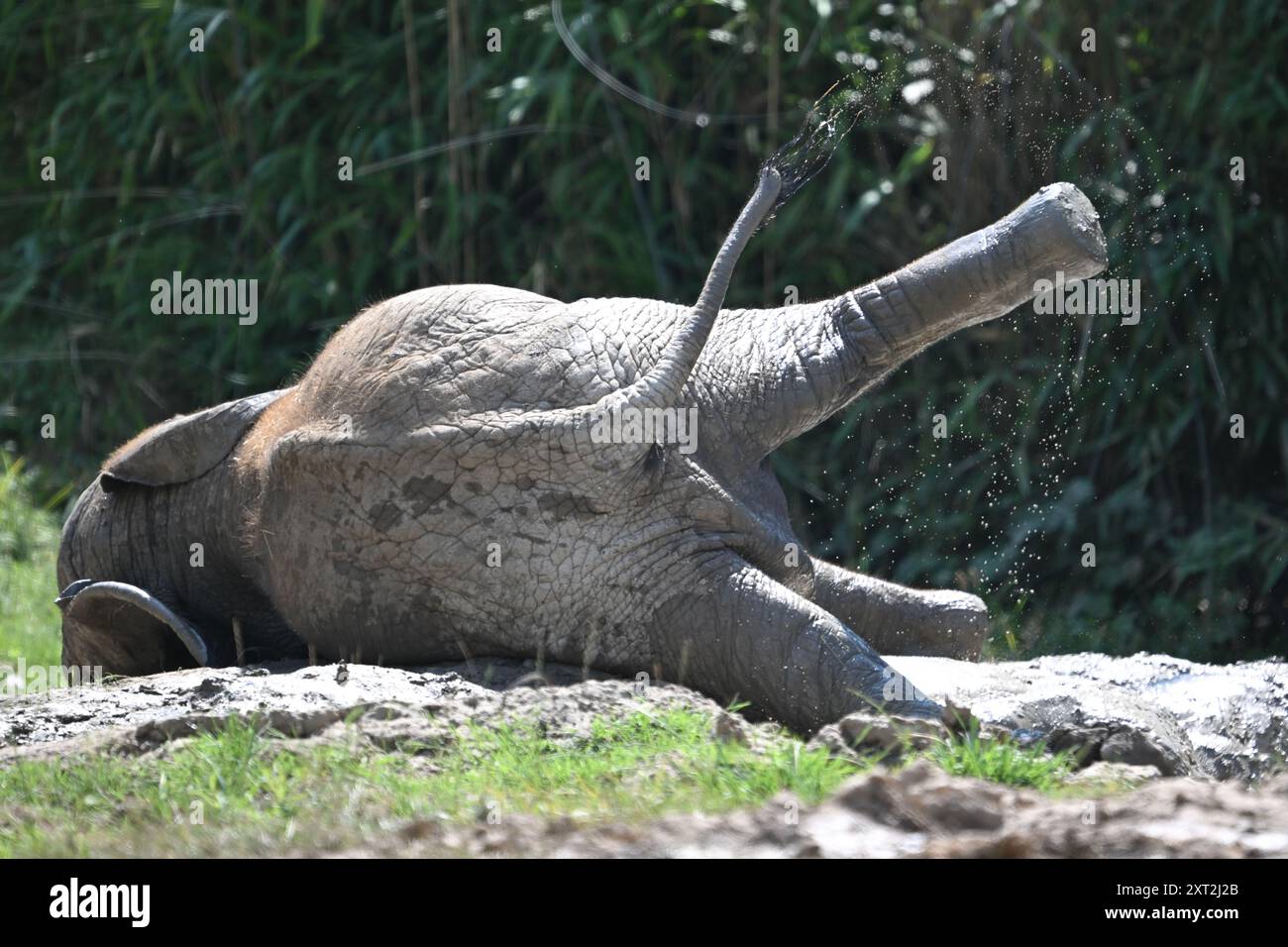 Kronberg, Germany. 13th Aug, 2024. In hot summer temperatures, the African elephant offspring ...