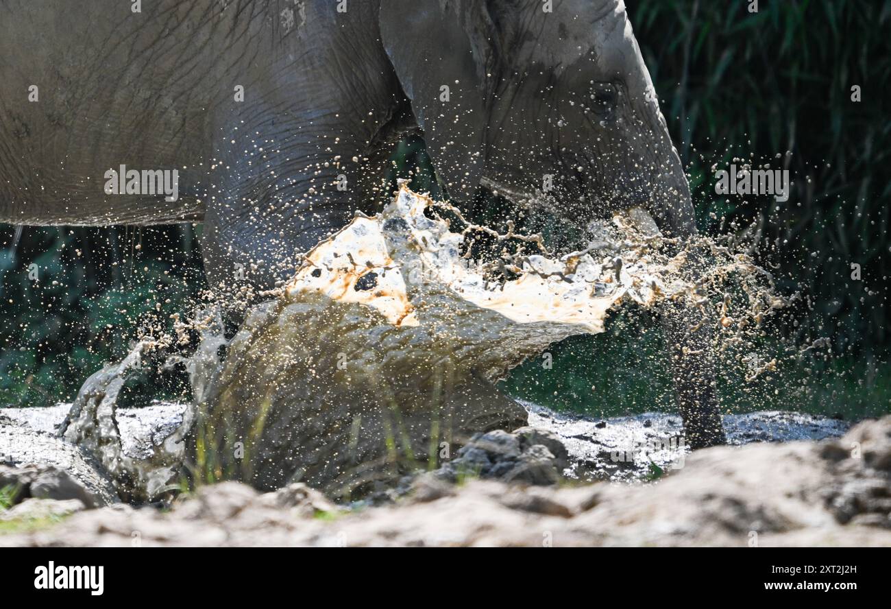 Kronberg, Germany. 13th Aug, 2024. In hot summer temperatures, the African elephant offspring ...