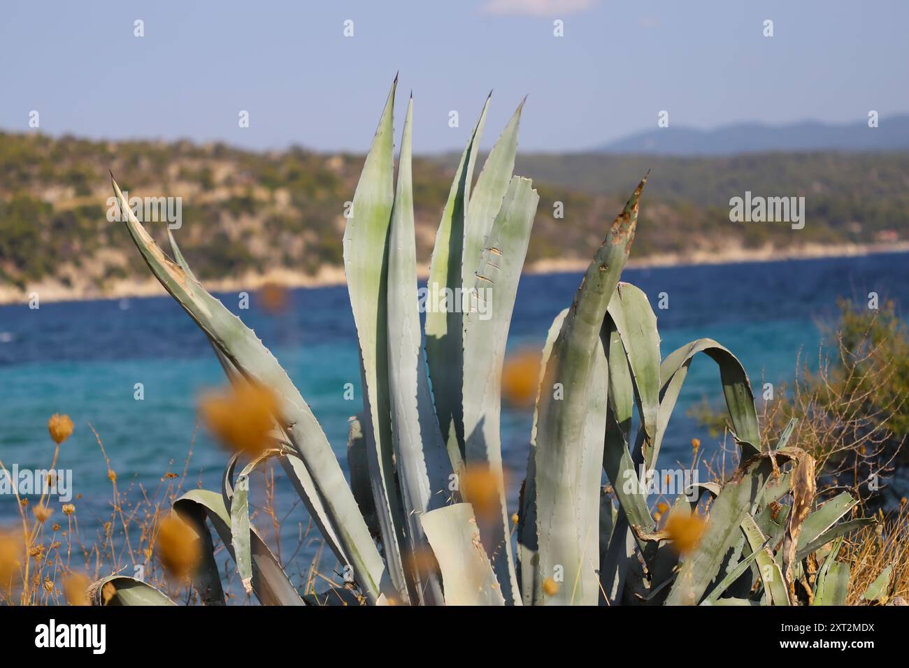 Agave americana closeup hi-res stock photography and images - Alamy