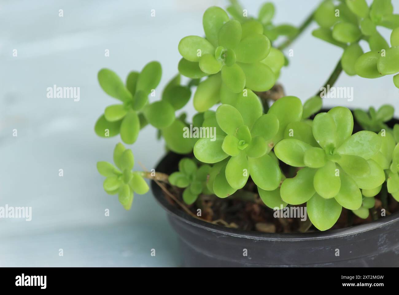 Lesser mexican stonecrop (Sedum confusum Stock Photo - Alamy