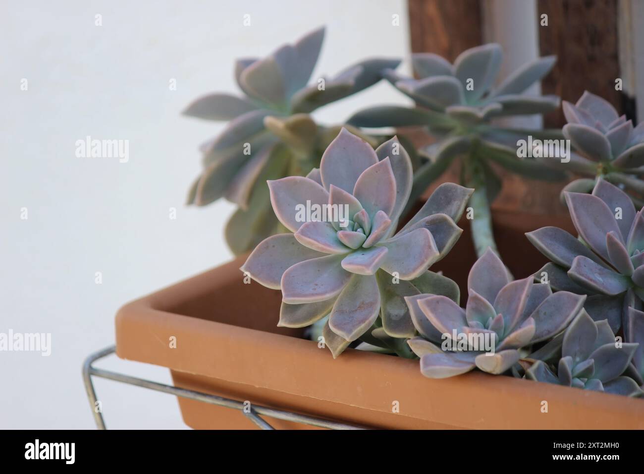 Ghost plant close up (Graptopetalum paraguayense Stock Photo - Alamy