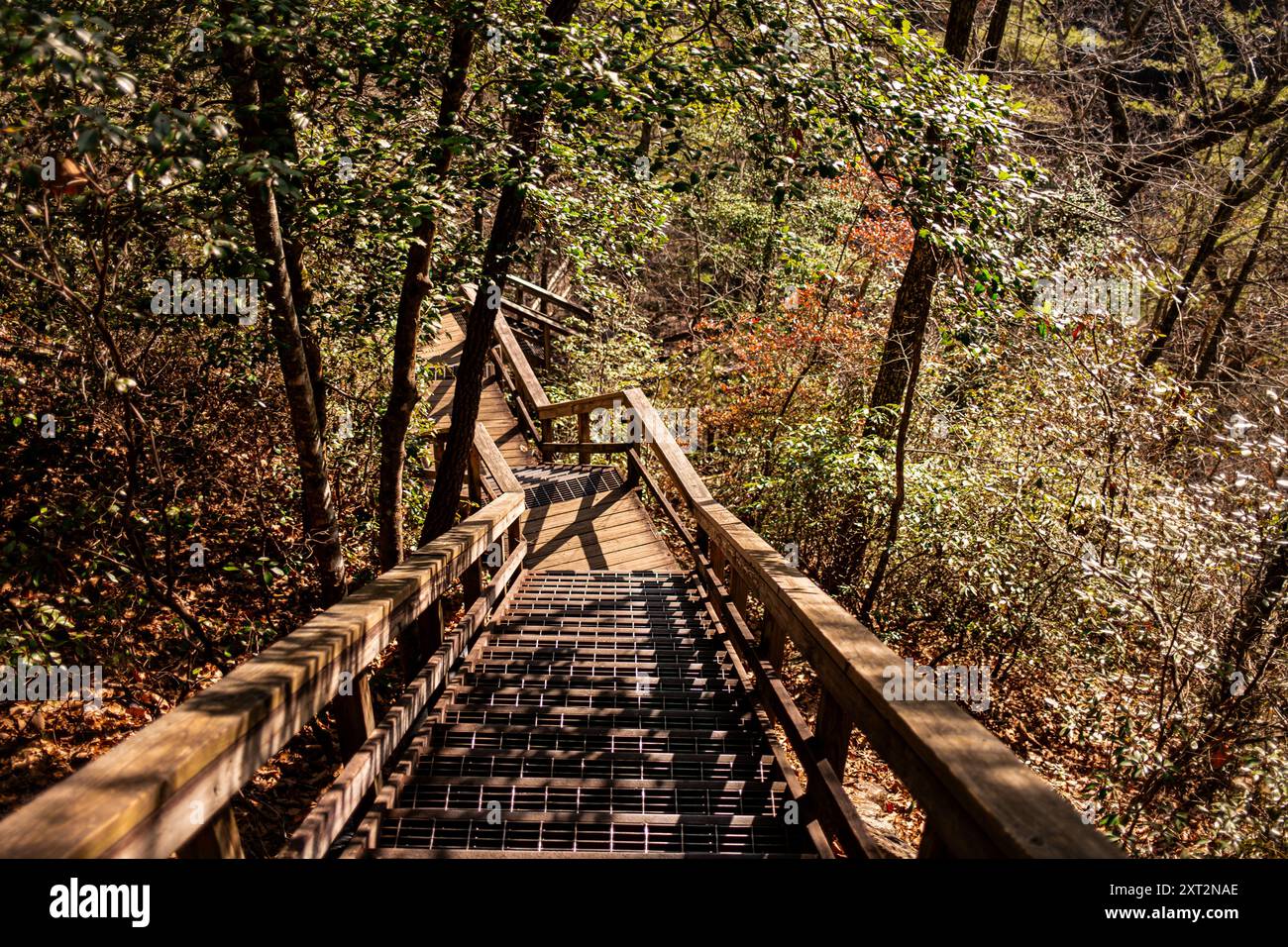 Wooden stairs winding through the forest at Tallulah Gorge State Park ...